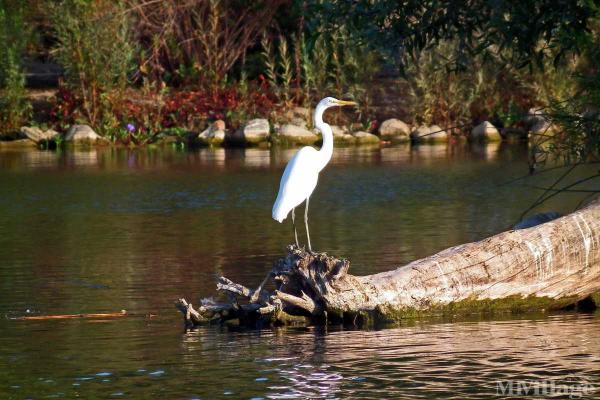 Lake Los Serranos Club Mobile Home Park in Chino Hills, CA | MHVillage