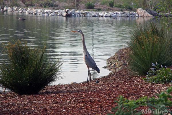 Lake Los Serranos Club Mobile Home Park in Chino Hills, CA | MHVillage
